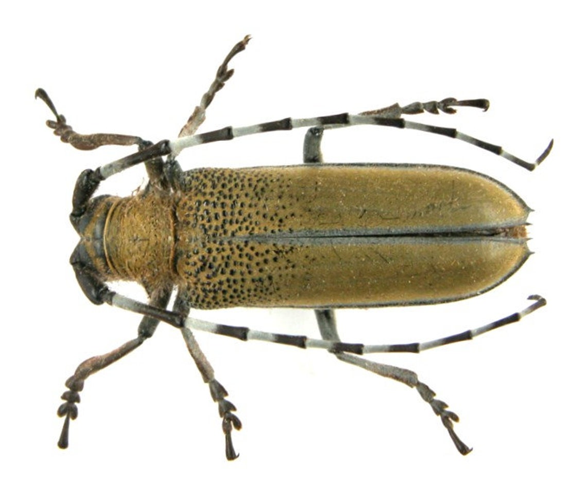 Set of 2 Large Longhorn Beetles Apriona Rugicollis From Vietnam , for ...
