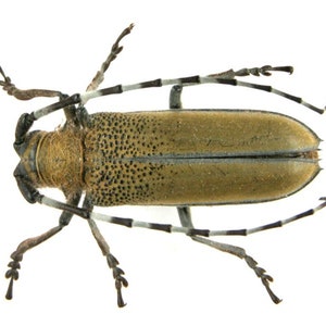 Set of 2 Large Longhorn Beetles Apriona Rugicollis From Vietnam , for ...