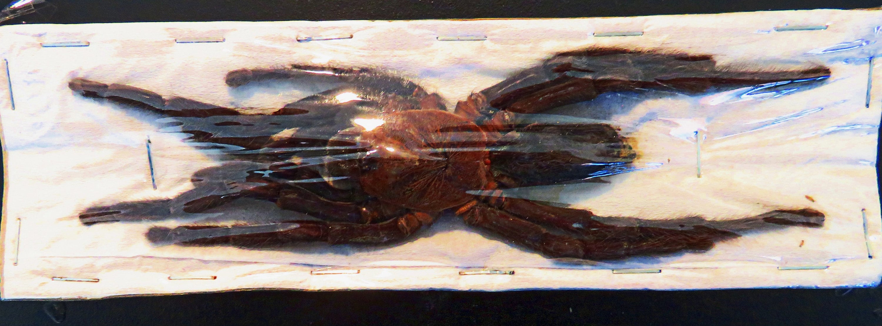 One Impressive and Uncommon Tarantula Orphnaecus Dichromatus | Etsy