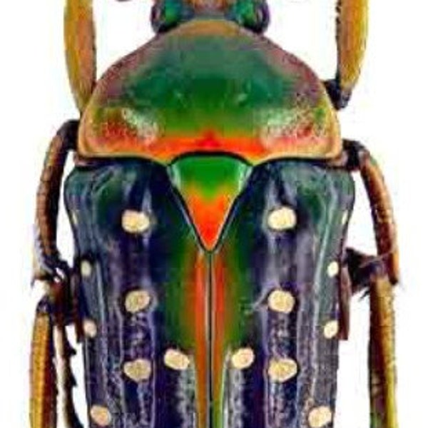 Taxidermy Beetles - Etsy