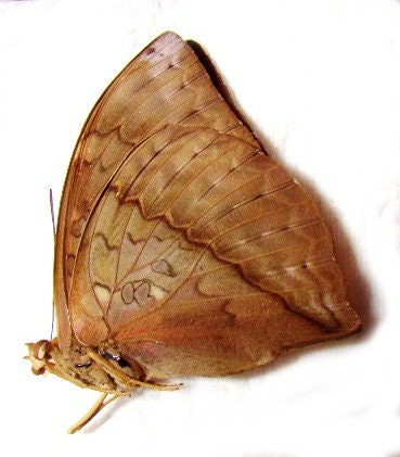 Pack of 3 Butterflies Cymothoe Hypatha, Nymphalidae WS 70/75mm for All ...