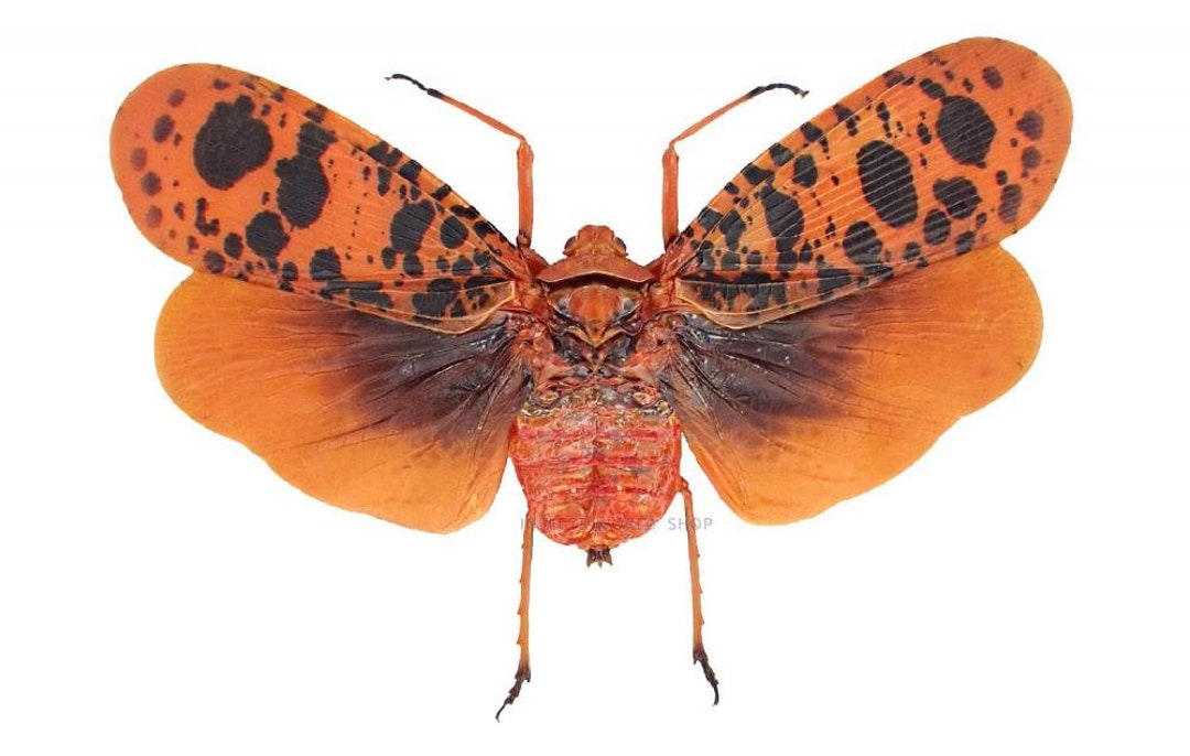 Collectors Item : One RARE Lantern Bug Aphaena Satrapa With Spread ...