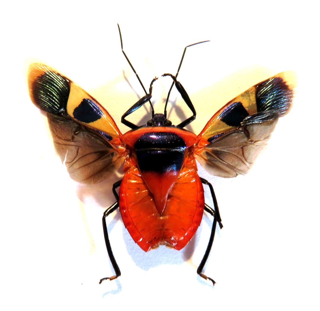 Pack of 3 Man-faced Stink Bug Catacanthus Punctus With OPEN Wings From ...