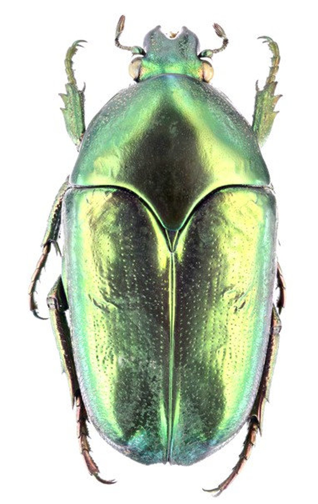 Pack of Three Scarab Beetles Thaumastopeus Striatus A1 UNMOUNTED, for ...