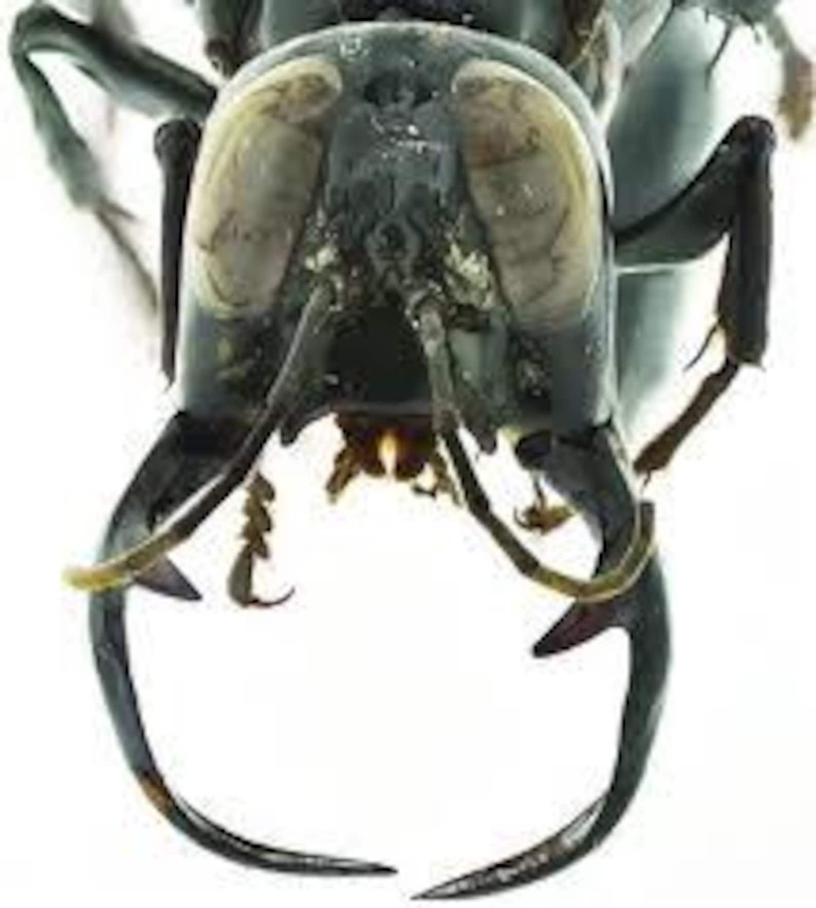 Collectors Item : One Exceptional Wasp With Horn Megalara Garuda ...
