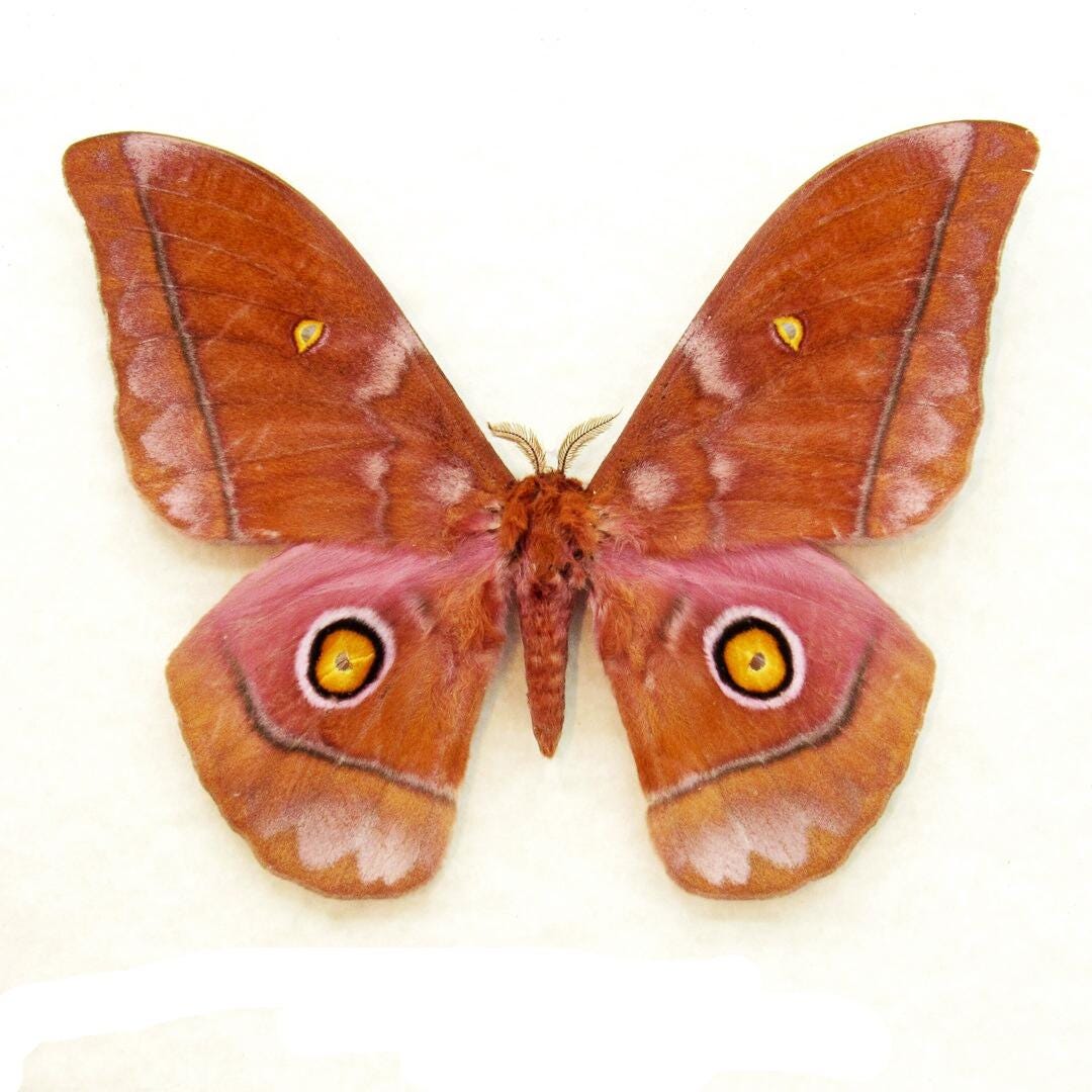One Pink Emperor Moth Gonimbrasia (nudaurelia) Anthinoides , Wings ...
