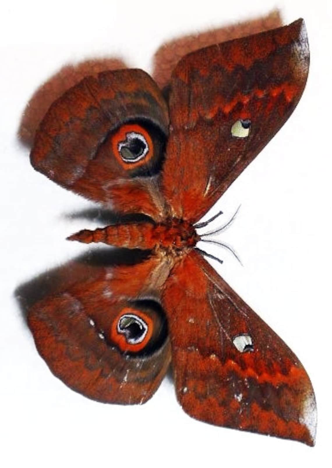 Collectorsitem : One Awesome Silk Moth Salassa Thespis , Wings Closed ...