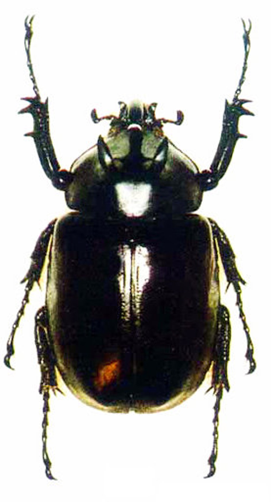 One uncommon rhinoceros beetle Eupatorus endoi from Vietnam | Etsy