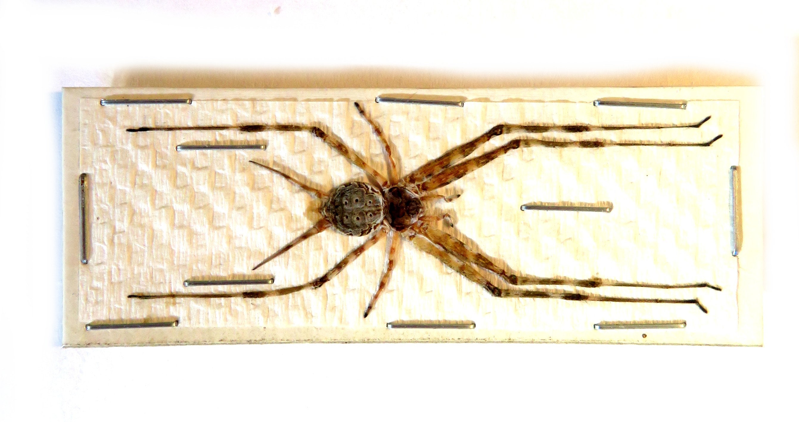 Pack of 2 Dried Small but Special Spiders Hersilia Striata - Etsy