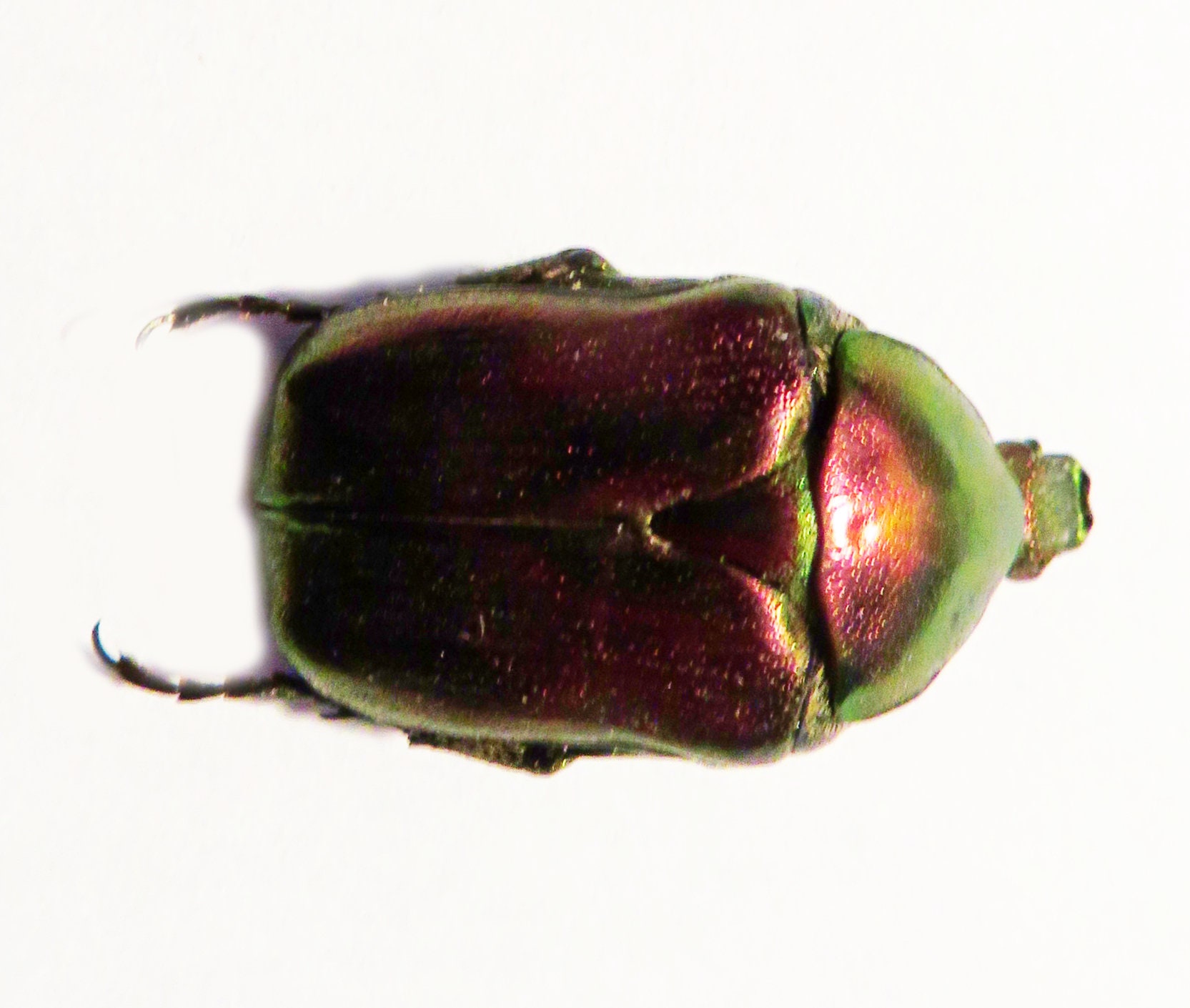 Pack of 4 scarab beetles Potosia angustata pyrodera a1 | Etsy