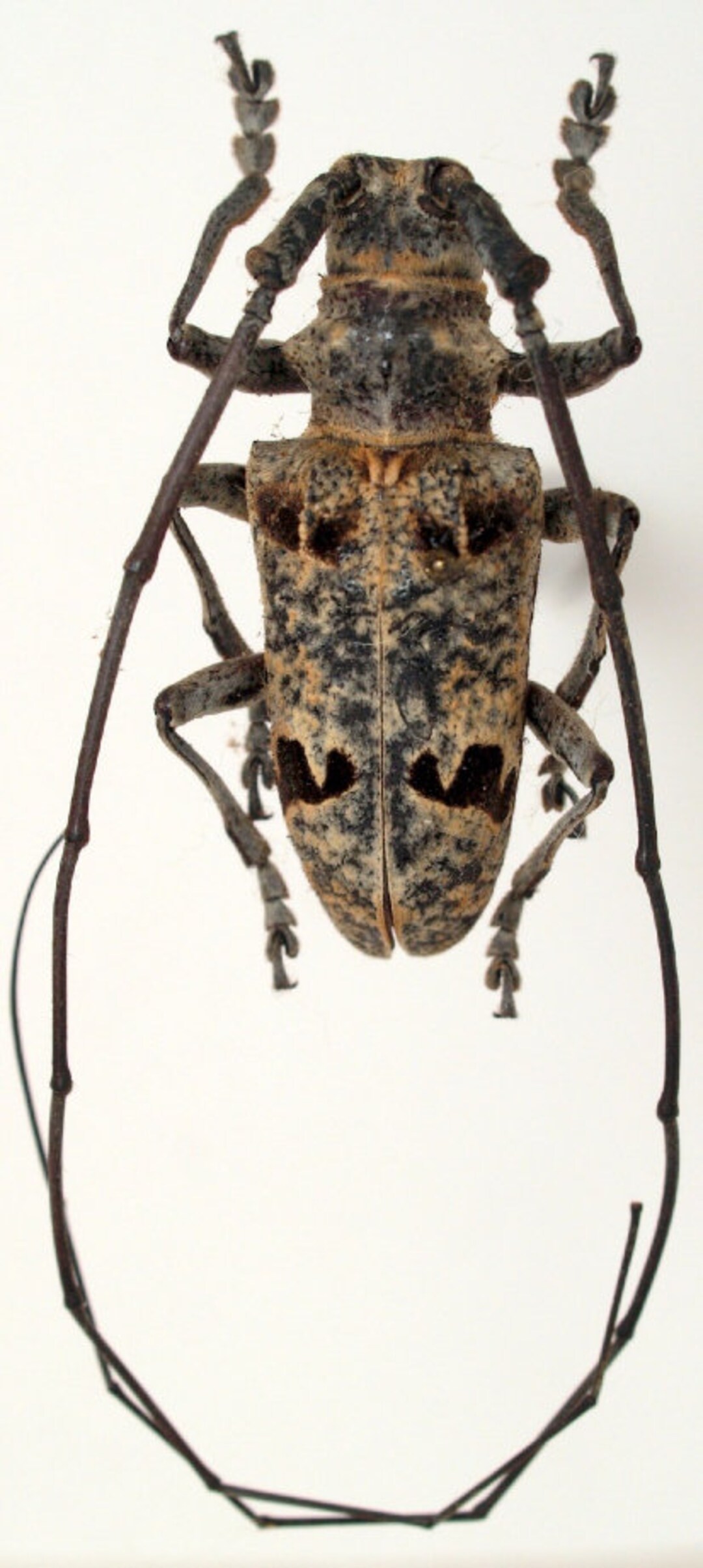 One Pack of Two Nice Longhorn Beetles Monochamus Tridentatusfrom ...