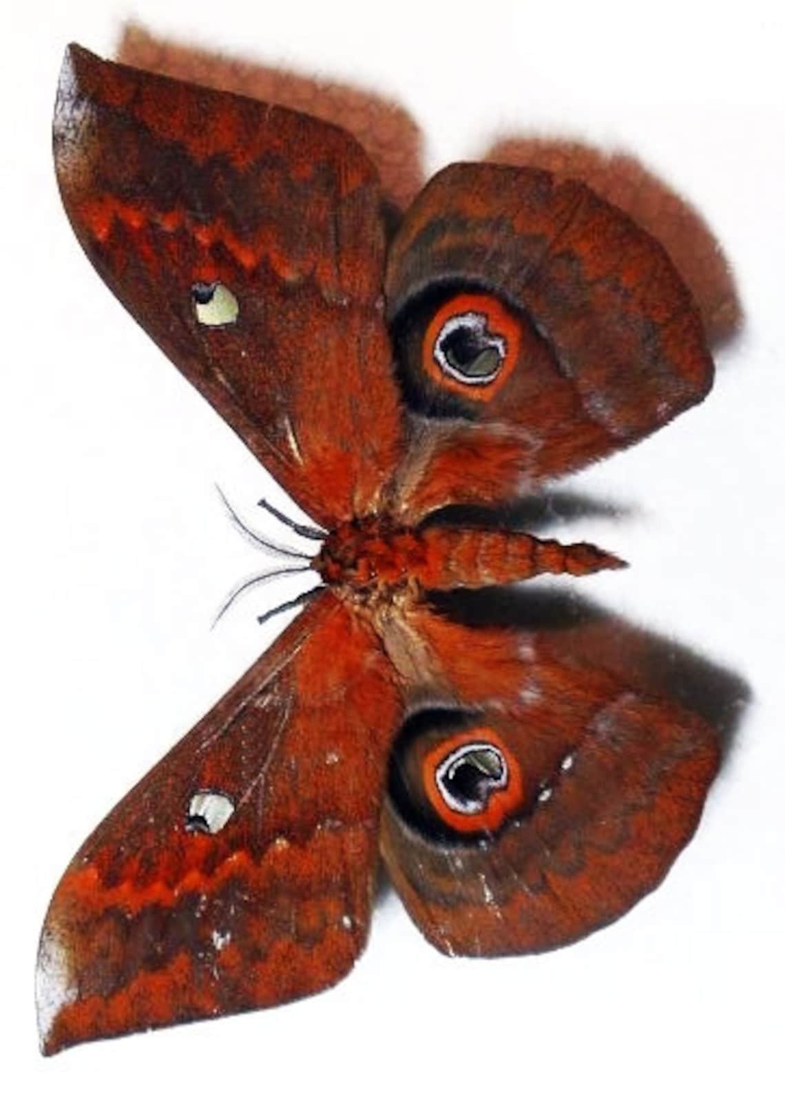 Collectorsitem : One Awesome Silk Moth Salassa Thespis Wings - Etsy