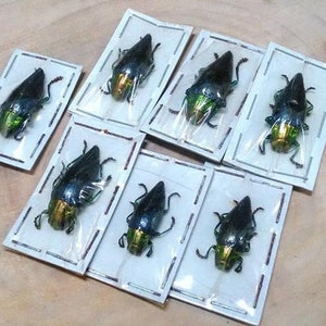 Pack of 5 Jewel Beetles Gelaeus Walkeri 20/30mm, for All Your Taxidermy ...