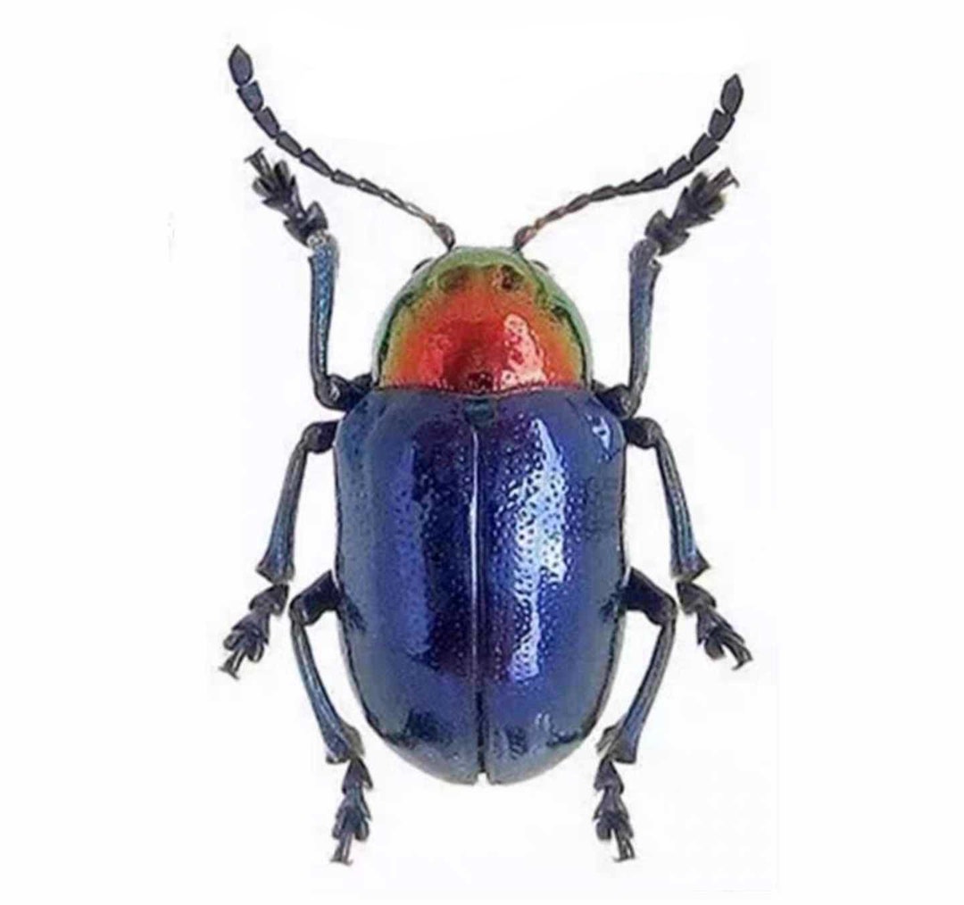 Pack of 5 Beetles Small Colorful Chrysomelidae Platycorynus Ignicollis ...