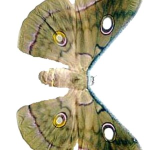 One Female of the Silkmoth Antheraea Frithi Penduculata With Wings ...