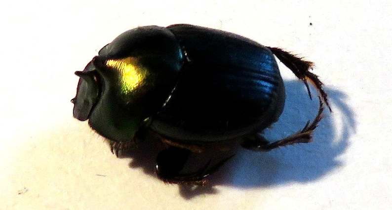 Pack of 10 Small but Shiny Scarab Beetles From Indonesia for - Etsy
