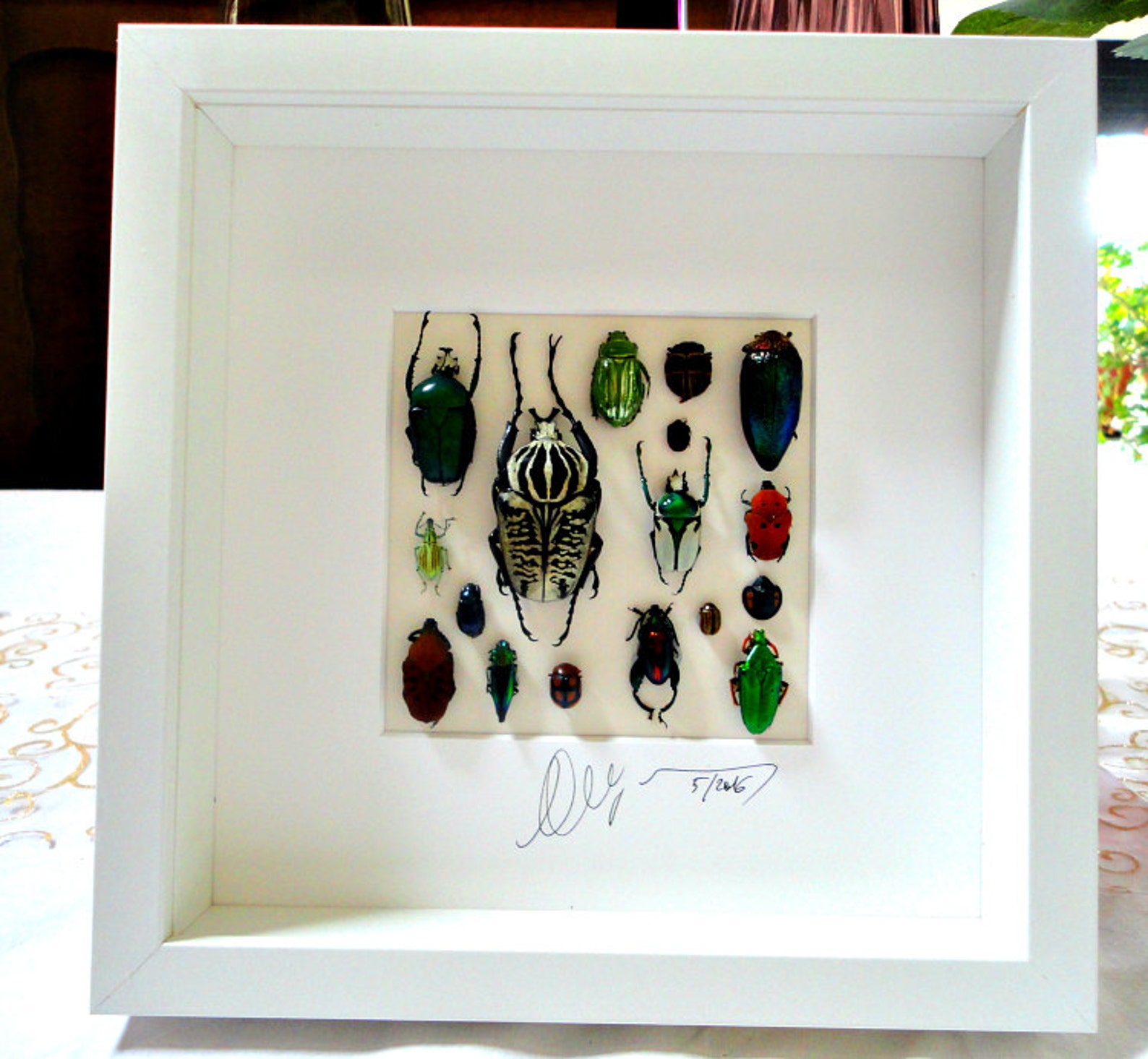 Shadow Box With Real Insects : Topquality Taxidermy Display - Etsy UK