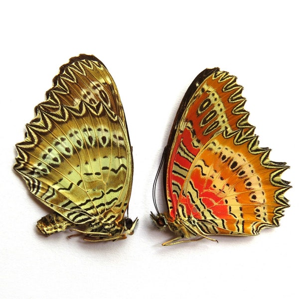 Red Lacewing - Etsy