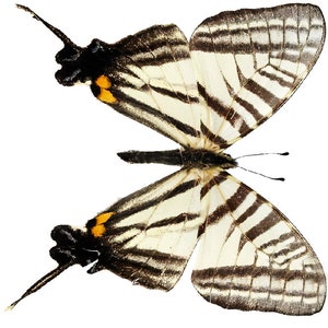 Pack of 2 Nice Swallowtail Butterflies Pazala (graphium) Eurous Closed ...