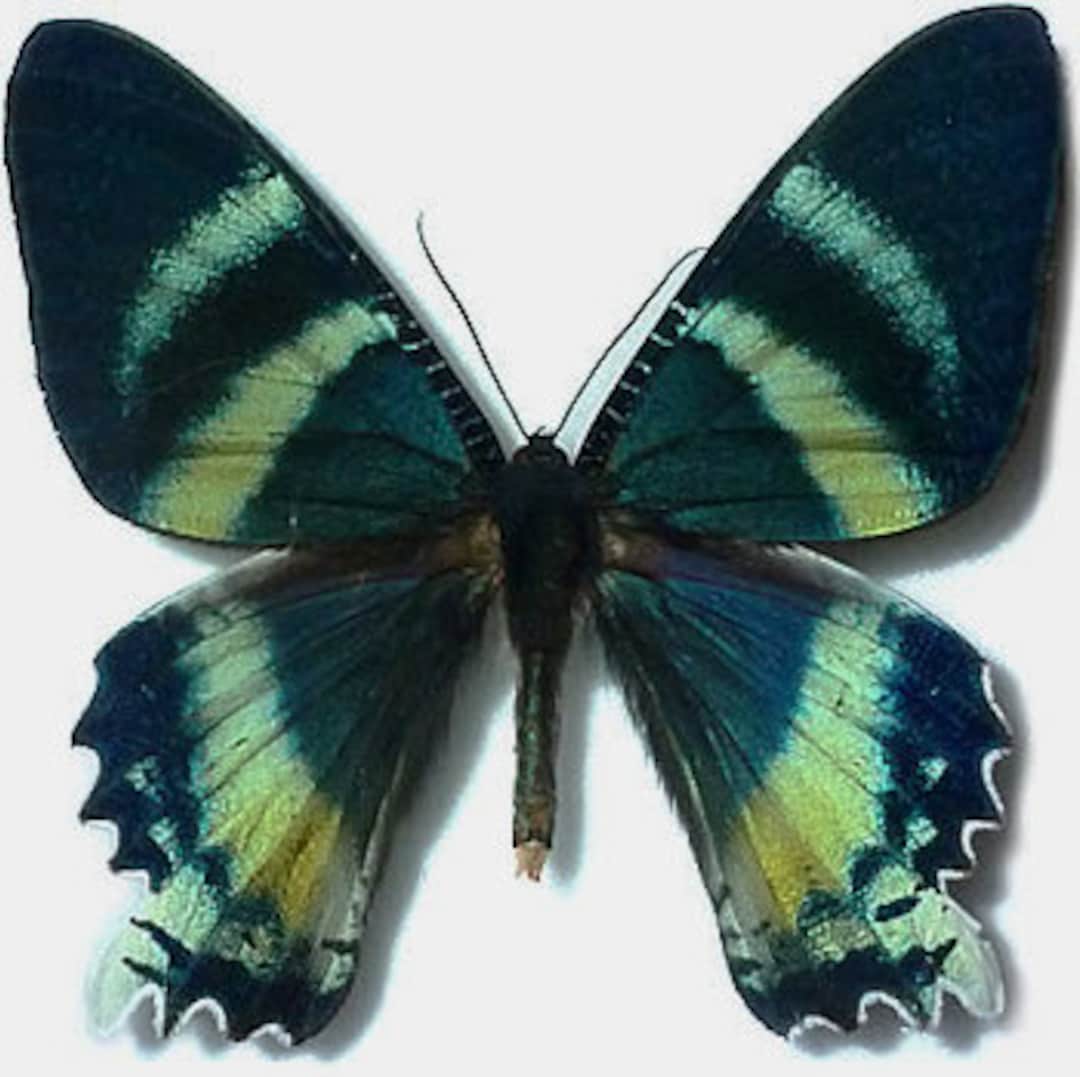 One Large and Marvelous Moth Alcides Liris From Halmahera , Uranidae ...