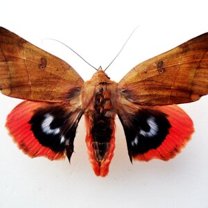 One Beautiful Moth Thyas Juno, Noctuoidae, Folded Aa- ,for All Your ...