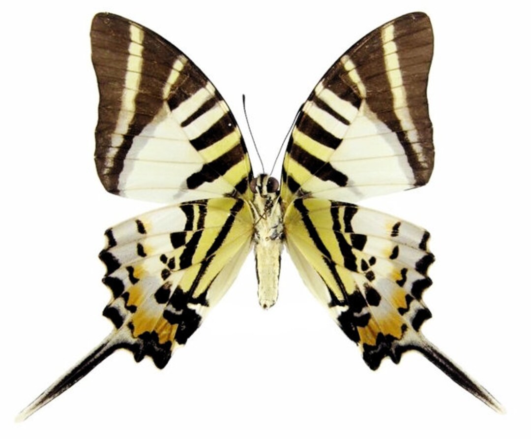 Pack of 3 Colorful Swallow Tail Pathysa ( Graphium ) Decolor , Folded ...
