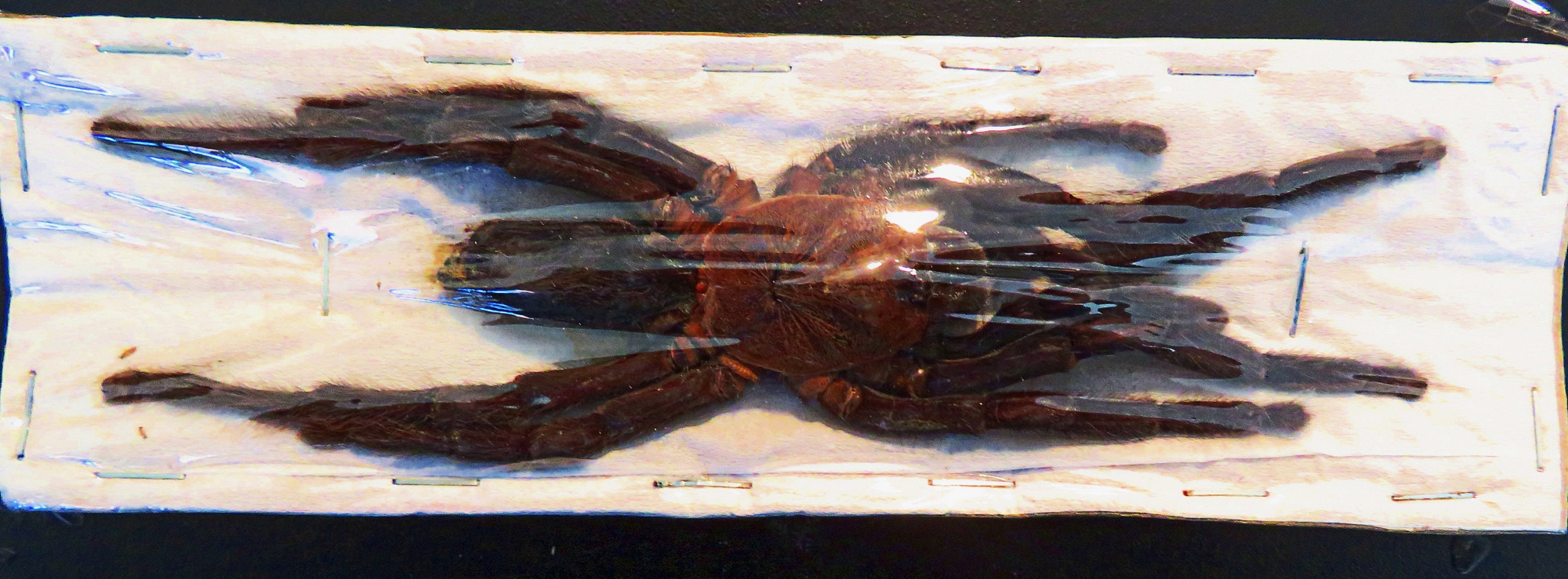 One Impressive and Uncommon Tarantula Orphnaecus Dichromatus - Etsy