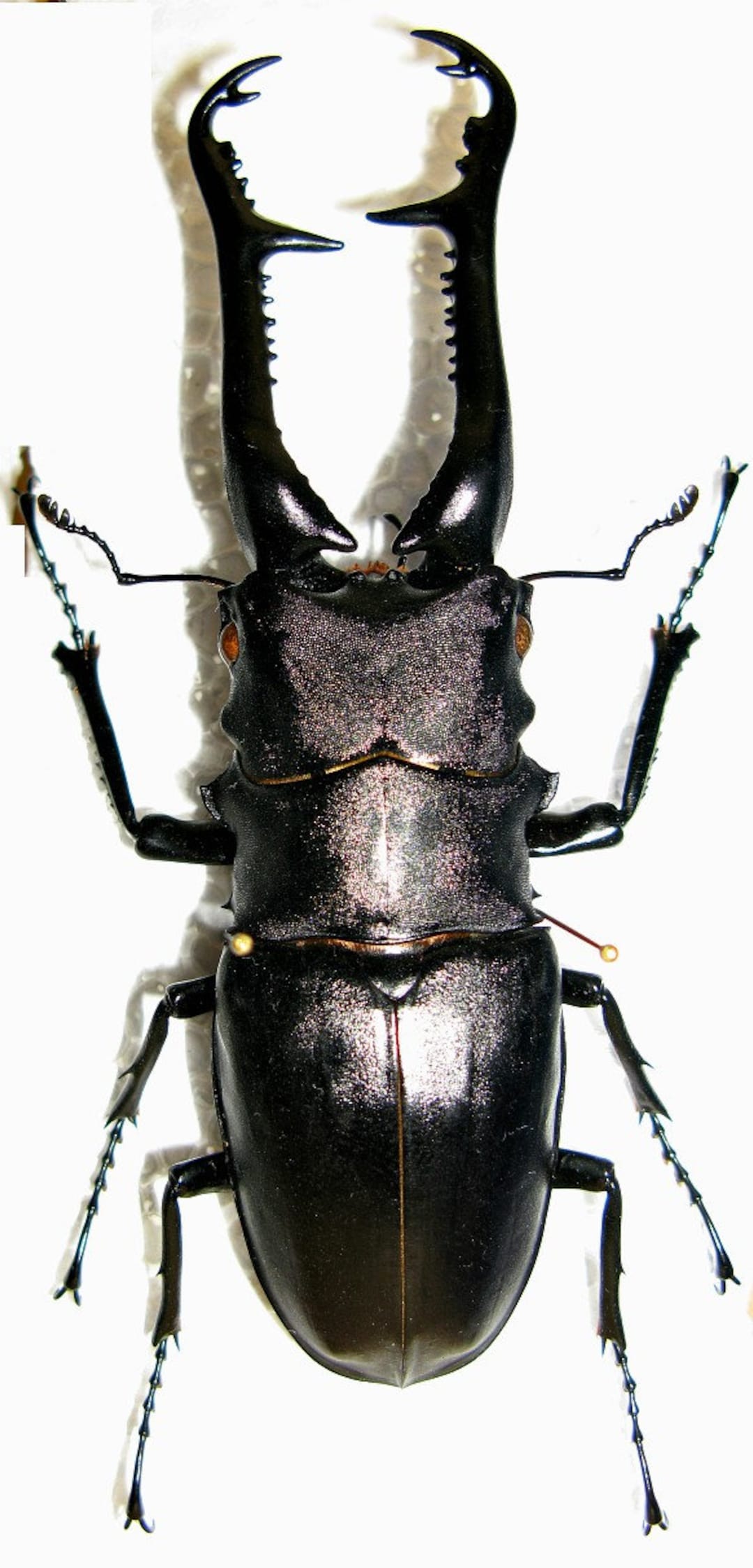 Collectors Item : One Large Stag Beetle Prosopocoilus Giraffa 88/95mm ...
