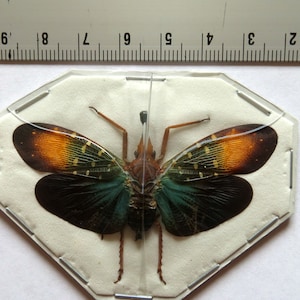 Pack of Two Lantern Bug Pyrops Gunjii With Open Wings for All Your ...