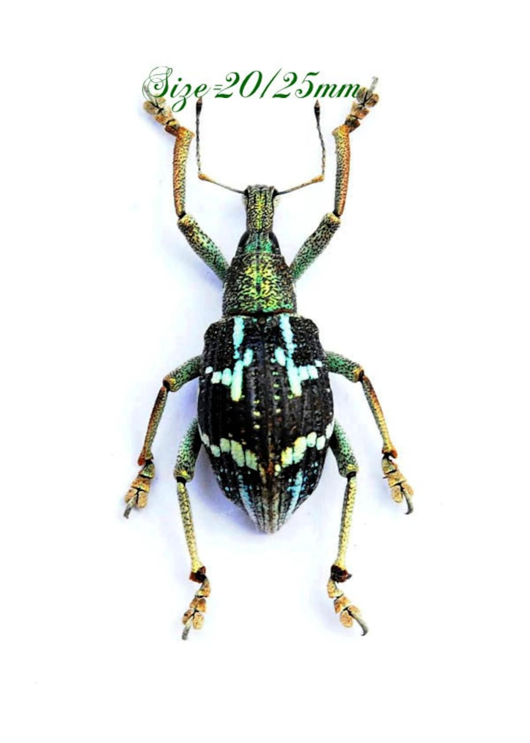 Pack of 5 Scarab Weevils Rhinoscapha Basilica , for All Your Taxidermy ...