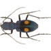 Pack of 2 Tiger Beetles Pseudoxycheila Bipustulata A1 ,for All Your ...
