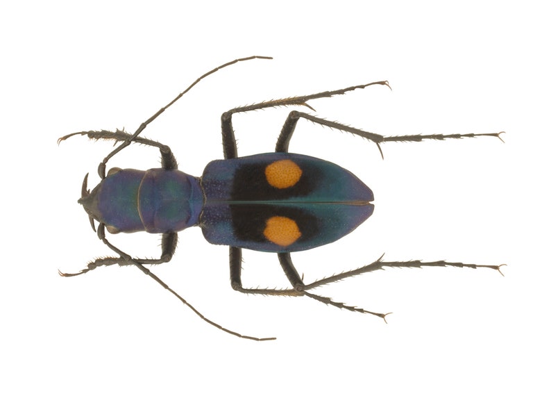 Pack of 2 Tiger Beetles Pseudoxycheila Bipustulata A1 ,for All Your ...