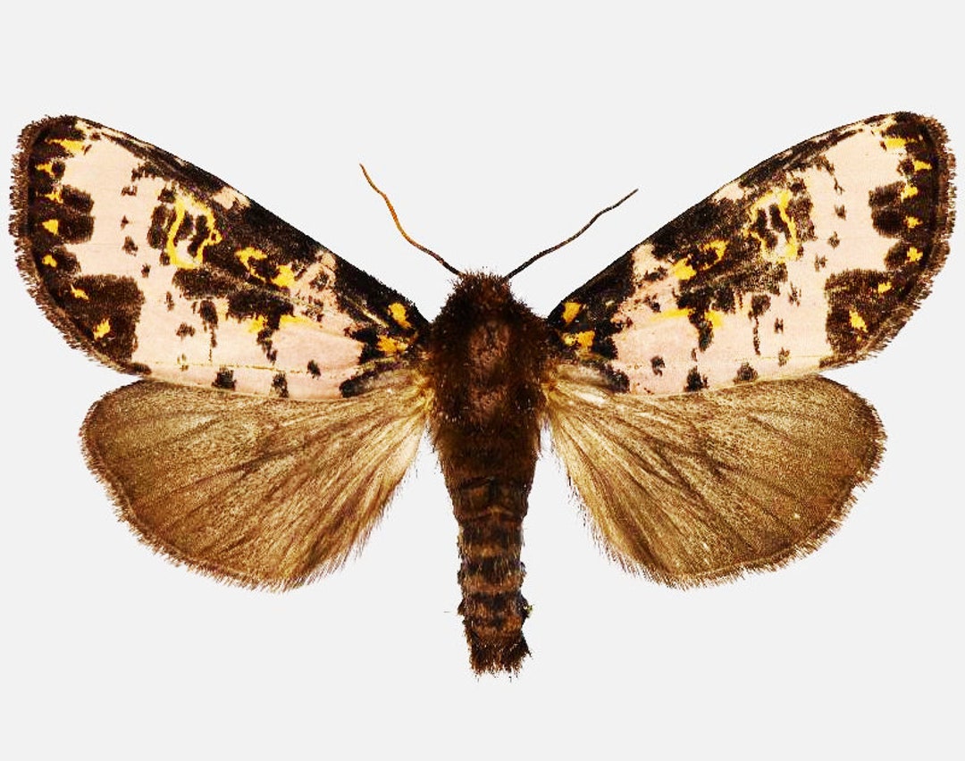 Pack of 3 Nice Noctuid Moths Xanthopastis Timais Folded Aa- to A-,for ...