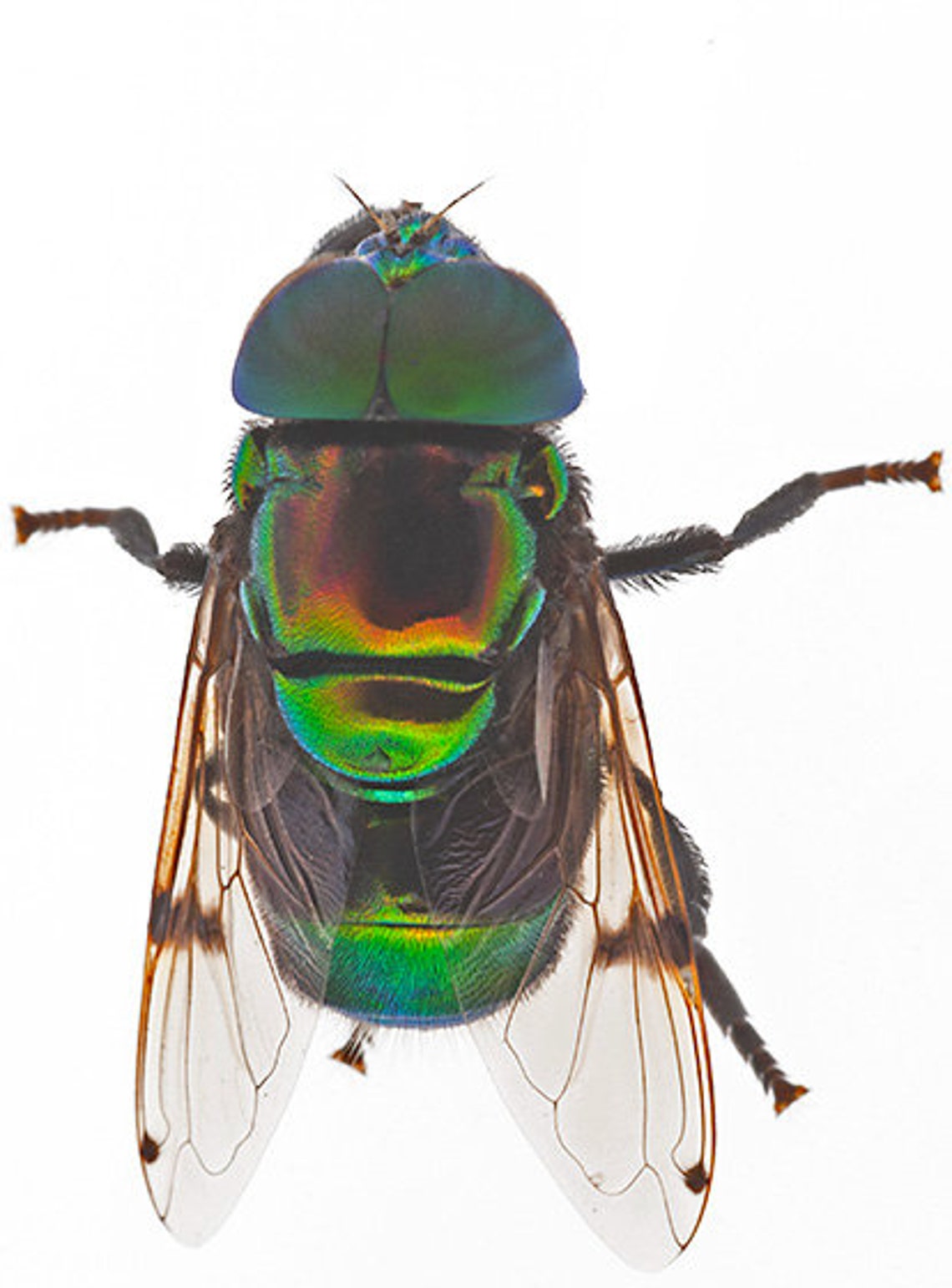 Pack of 3 DIPTERA , Orchid Bee Mimicry ,flies Ornidia Obesa From Peru ...