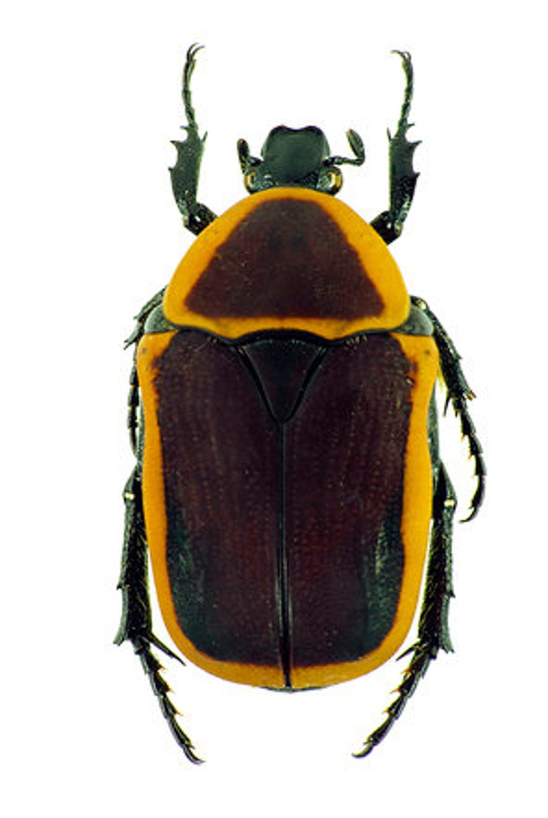 Pack of Two African Scarab Beetles Pachnoda Marginata A1 for All Your ...