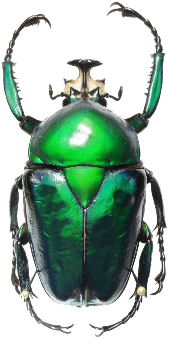 One Pair male and Female of the African Scarab Beetle | Etsy UK