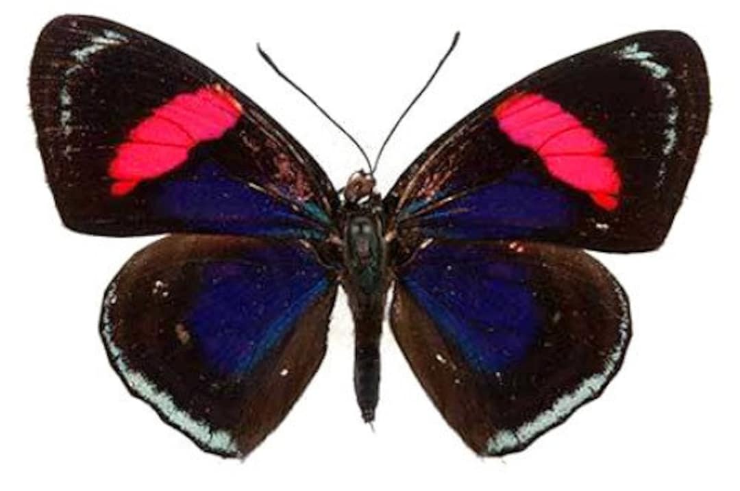 Set of 3 Butterflies Catacore Kolyma Pasithea With Closed Wings for All ...