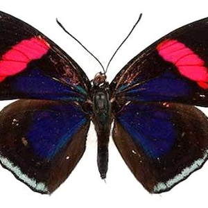 Set of 3 Butterflies Catacore Kolyma Pasithea With Closed Wings for All ...