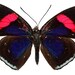 Set of 3 Butterflies Catacore Kolyma Pasithea With Closed Wings for All ...