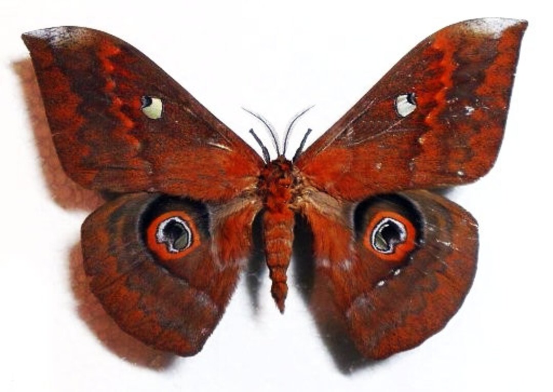 Collectorsitem : One Awesome Silk Moth Salassa Thespis , Wings Closed ...