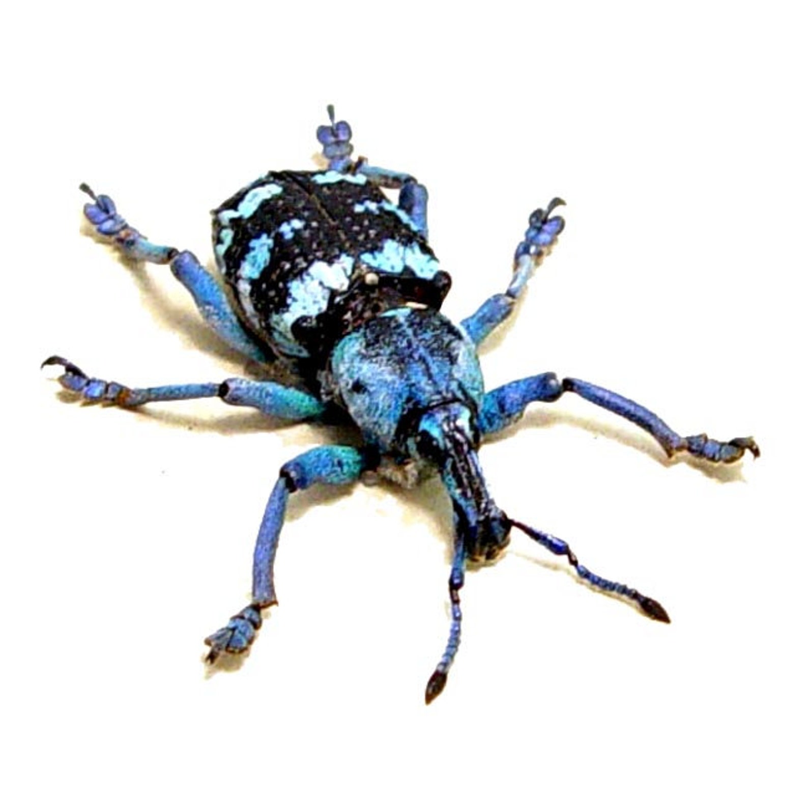 Pack of 2 Beetles Eupholus Linnei With Open Wings , Weevil for All Your ...
