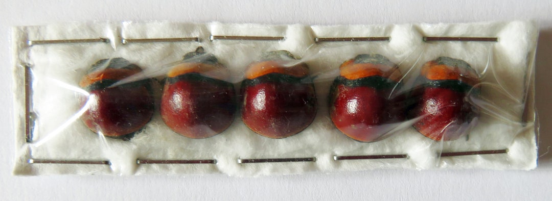 Pack of 5 Nice and Large Ladybugs / Ladybird Beetles From Madagascar ...