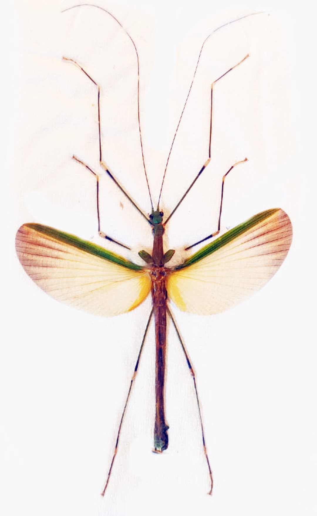 One Beautiful Phasmid Walking Stick From Kalimantan With the Wings Open ...