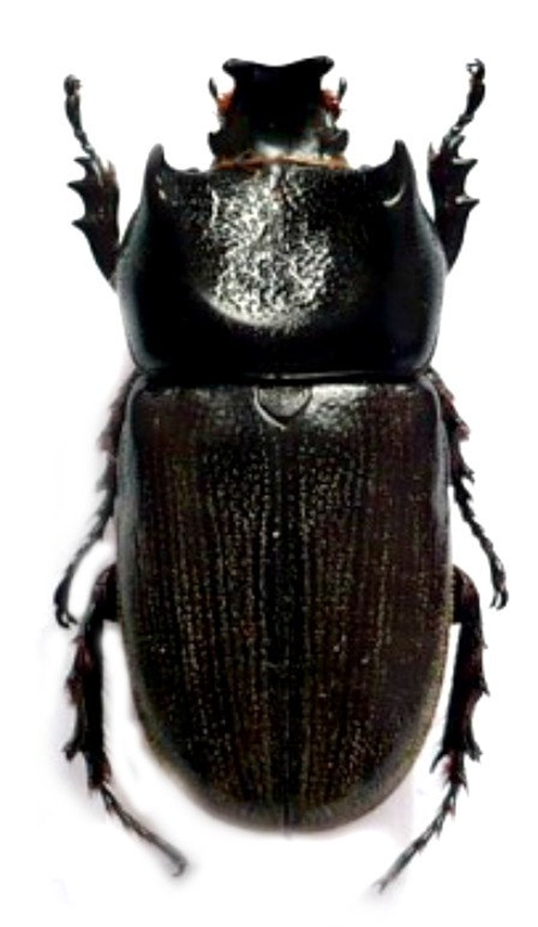 Pack of 2 Nice Rhinoceros Beetle Ceratoryctoderus Candezei for - Etsy