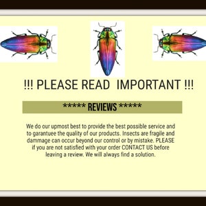 Pack of 2 Beautiful Weevils Alcidodes Ssp 3 ? Mm A1/aa- for All Your ...