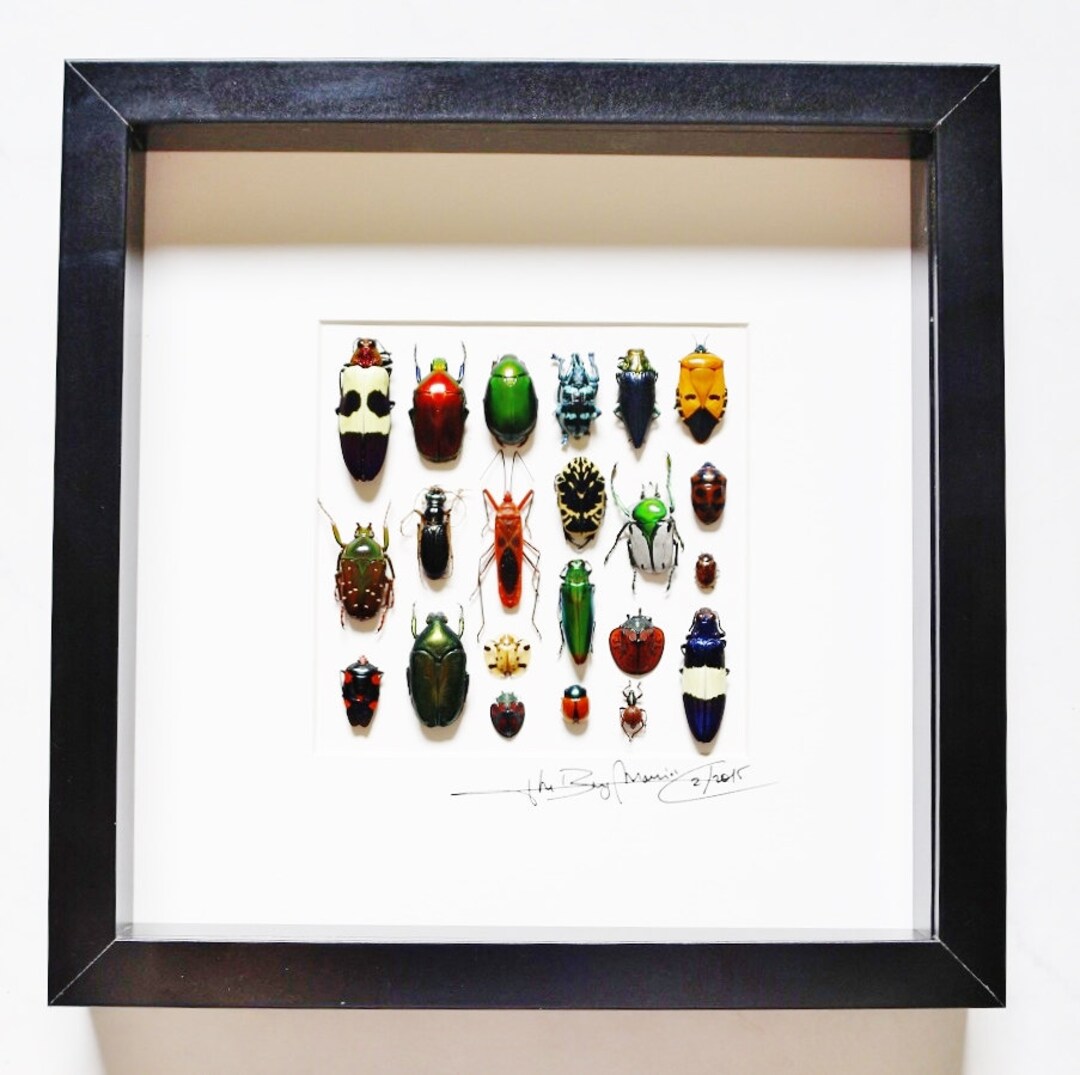 Shadow Box Taxidermy With Real Insects : Wooden Frame With Mounted ...