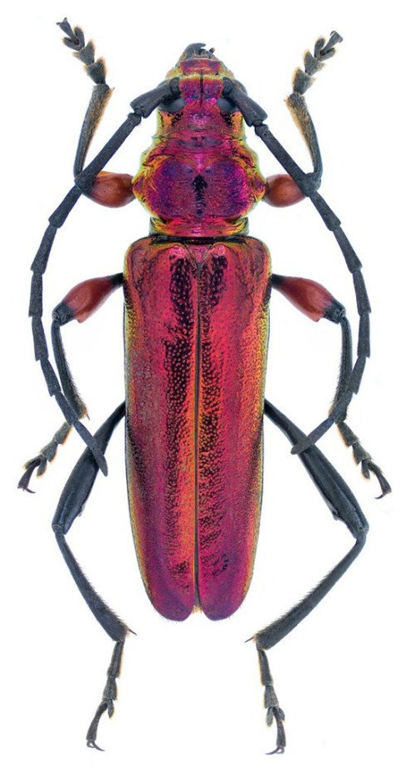 Colorful Horned Beetle