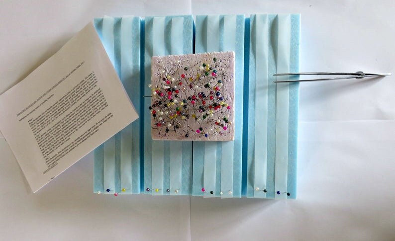 Pack of 3 Stag Beetles Neolucanus Parryi 20/30mm , Thailand, for All ...