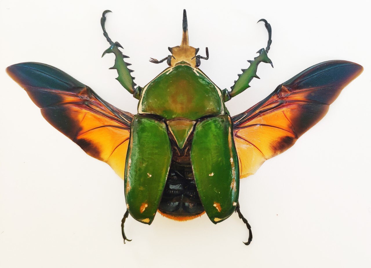 One Large Pair African Flower Beetle Mecynorrhina Torquata - Etsy