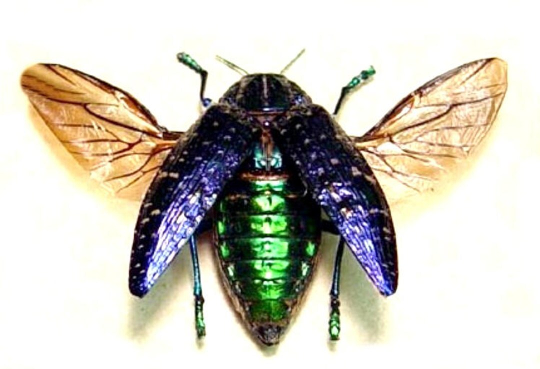 One Fantastic Jewel Beetle Polybothris Sumptuosa Gemma Quality Aa With ...